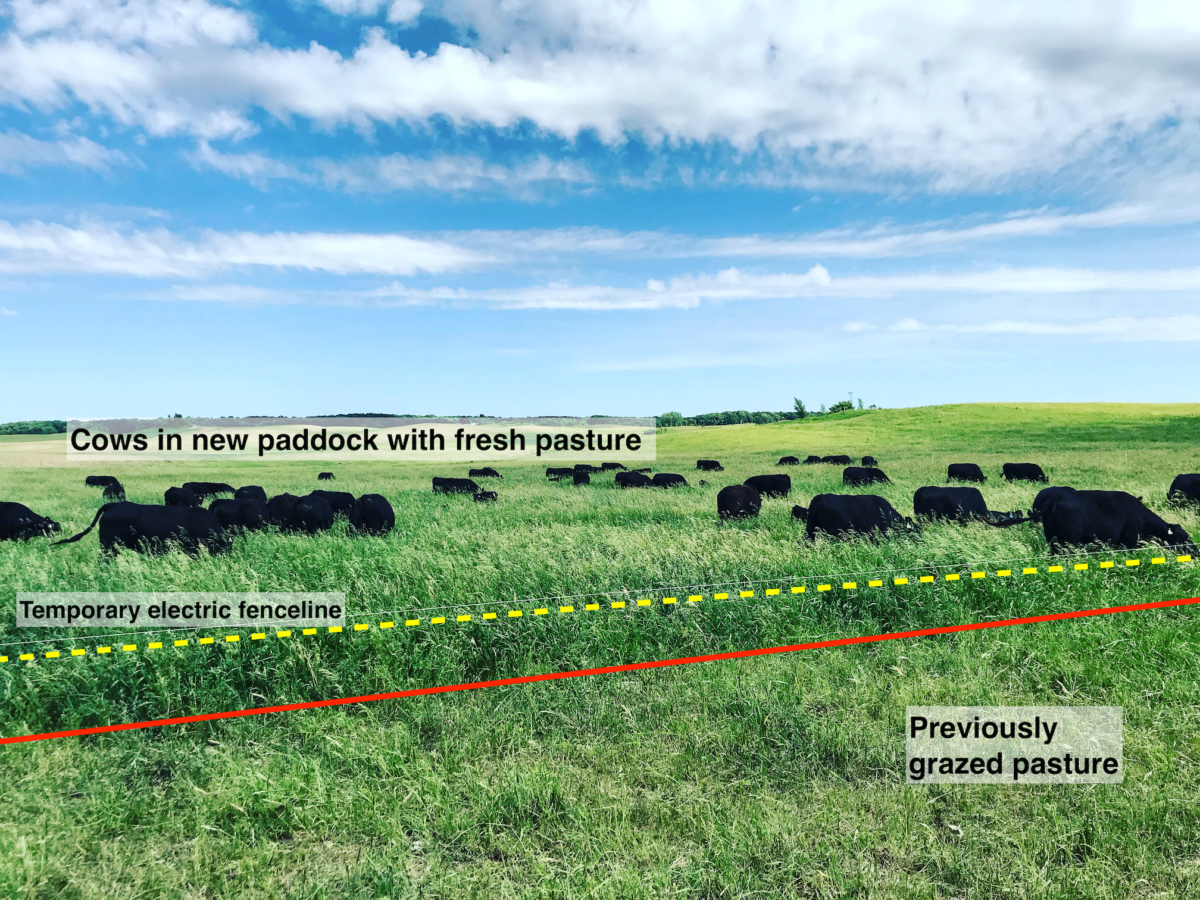 Rotating the Cows – Anna and Isaac